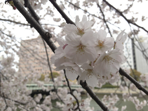 iPhoneで桜の写真をうまく撮る方法を試したらかなりキレイにとれた。 | toshyon's posts